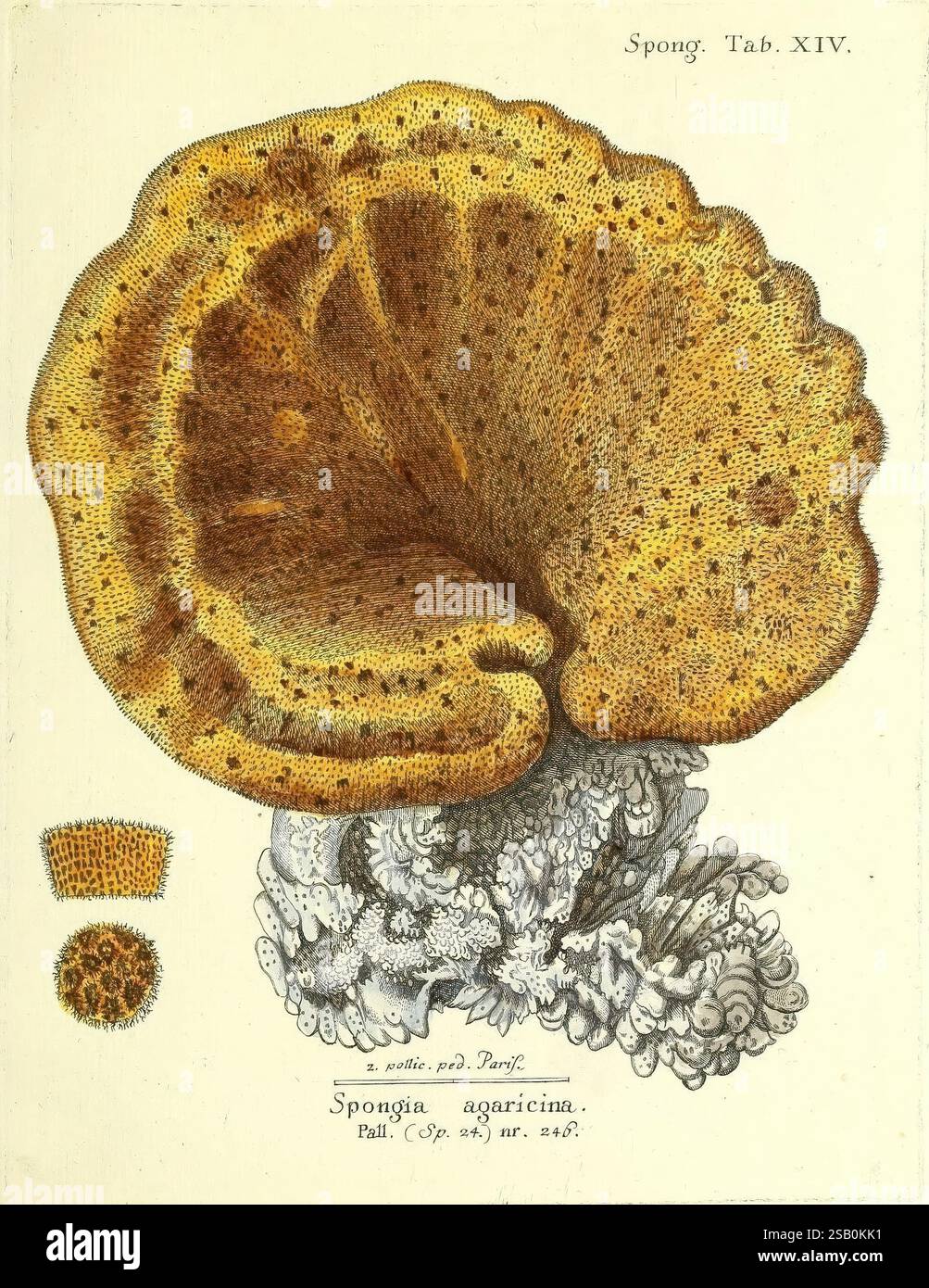 Sponges detailed structure hi-res stock photography and images - Alamy
