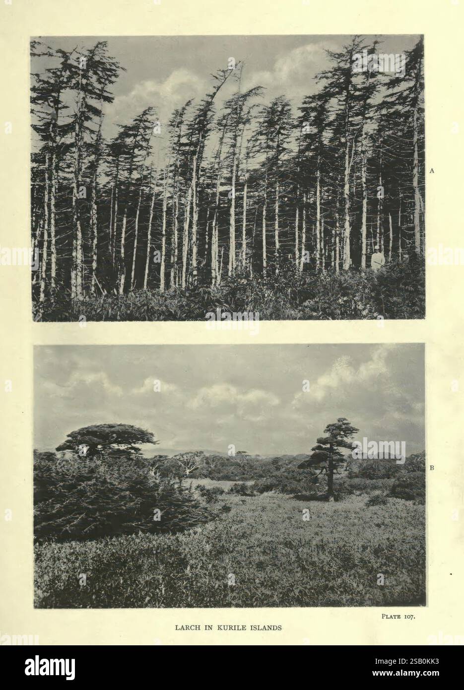 The, trees, of, Great Britain, &, Ireland, Edinburgh, Priv, print, 1906 ...