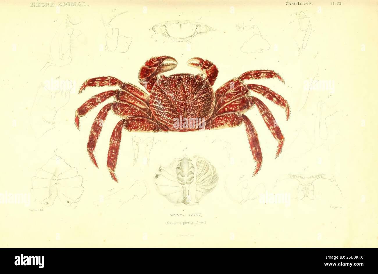 Crabs anatomical features hi-res stock photography and images - Alamy