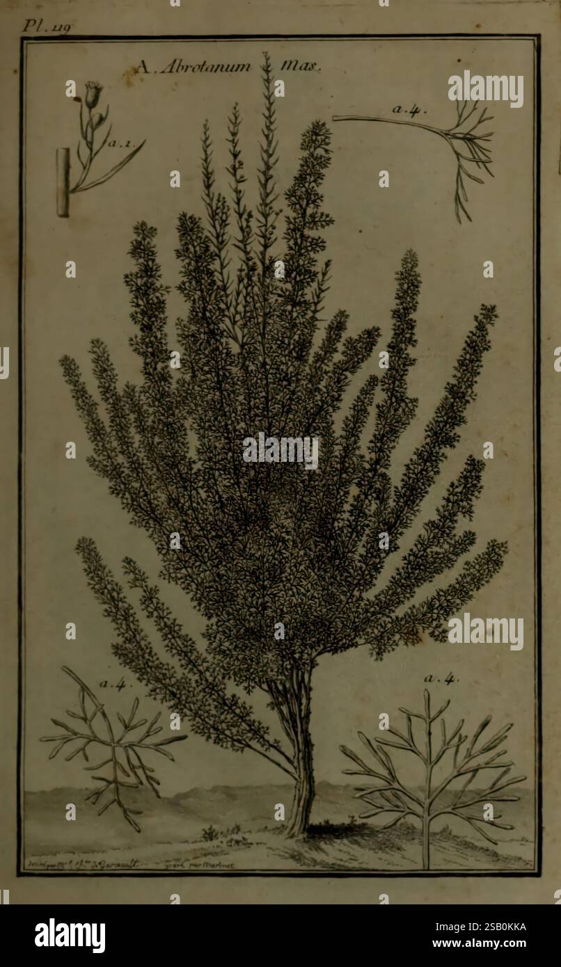 Multiple upright branches densely covered hi-res stock photography and ...