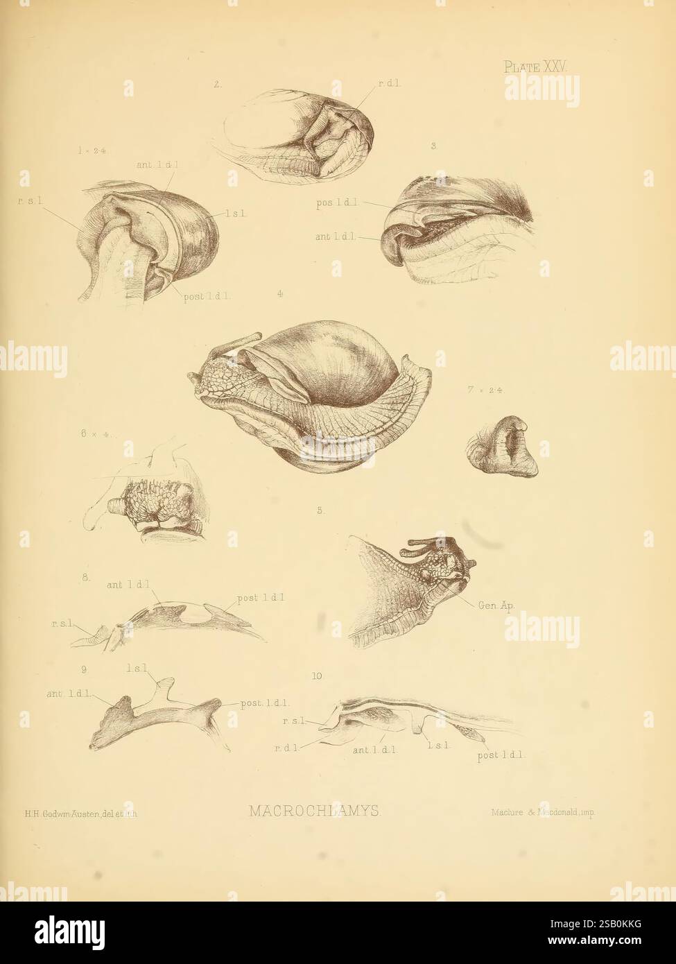 Land, and, freshwater, Mollusca, of, India, London, Taylor and, Francis ...