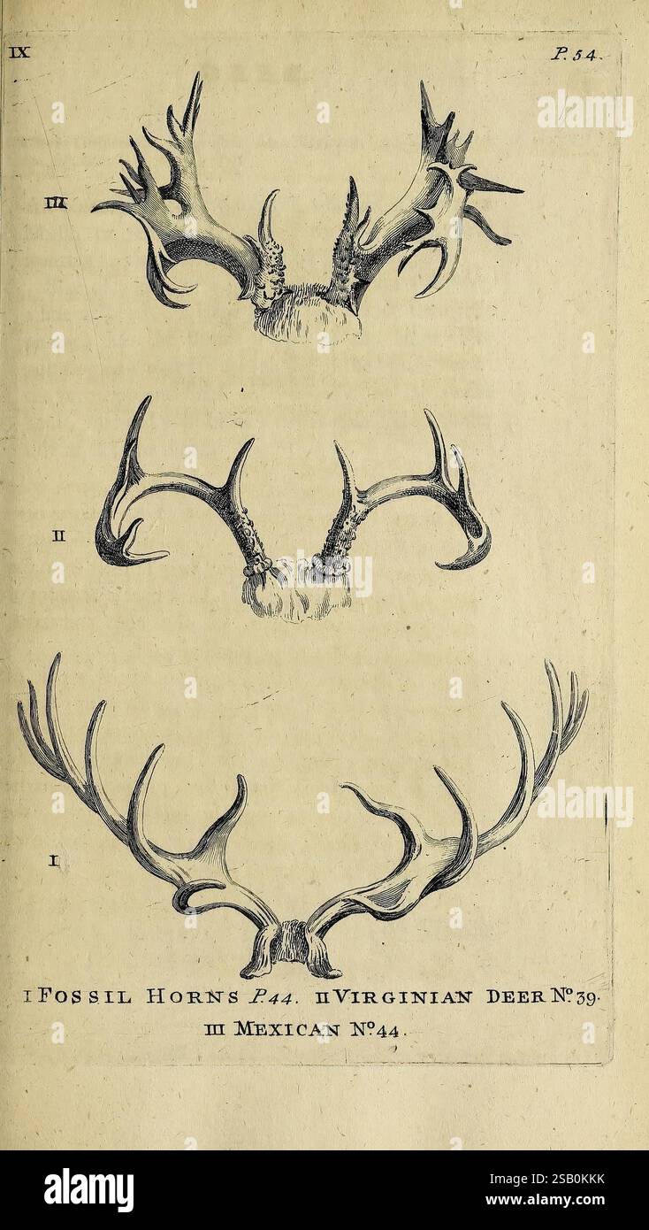 Fossil horns attributed hi-res stock photography and images - Alamy