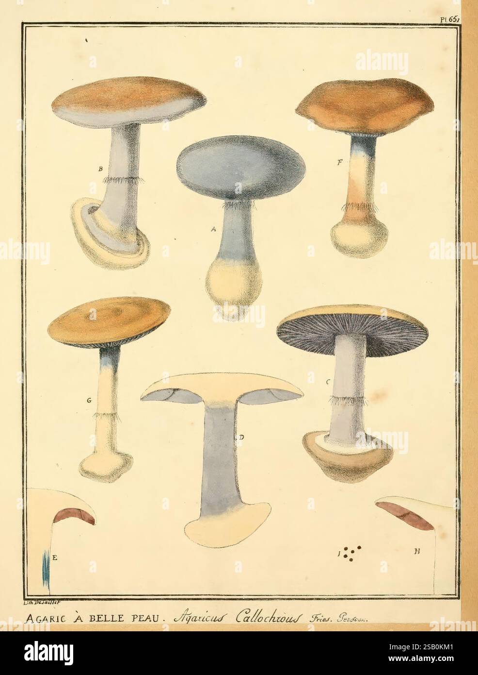 Servant de supplement aux planches de bulliard paris hi-res stock ...