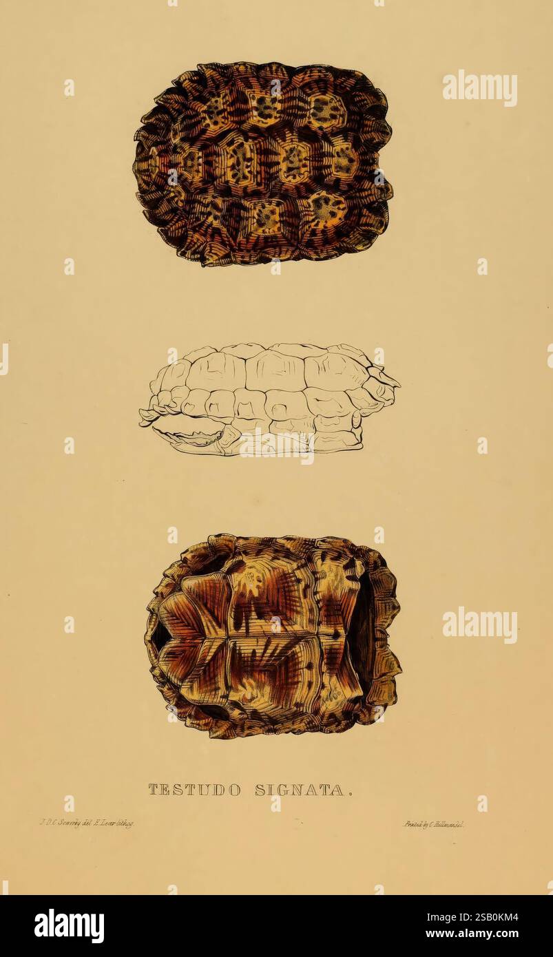 The illustration features three distinct views of a tortoise shell ...