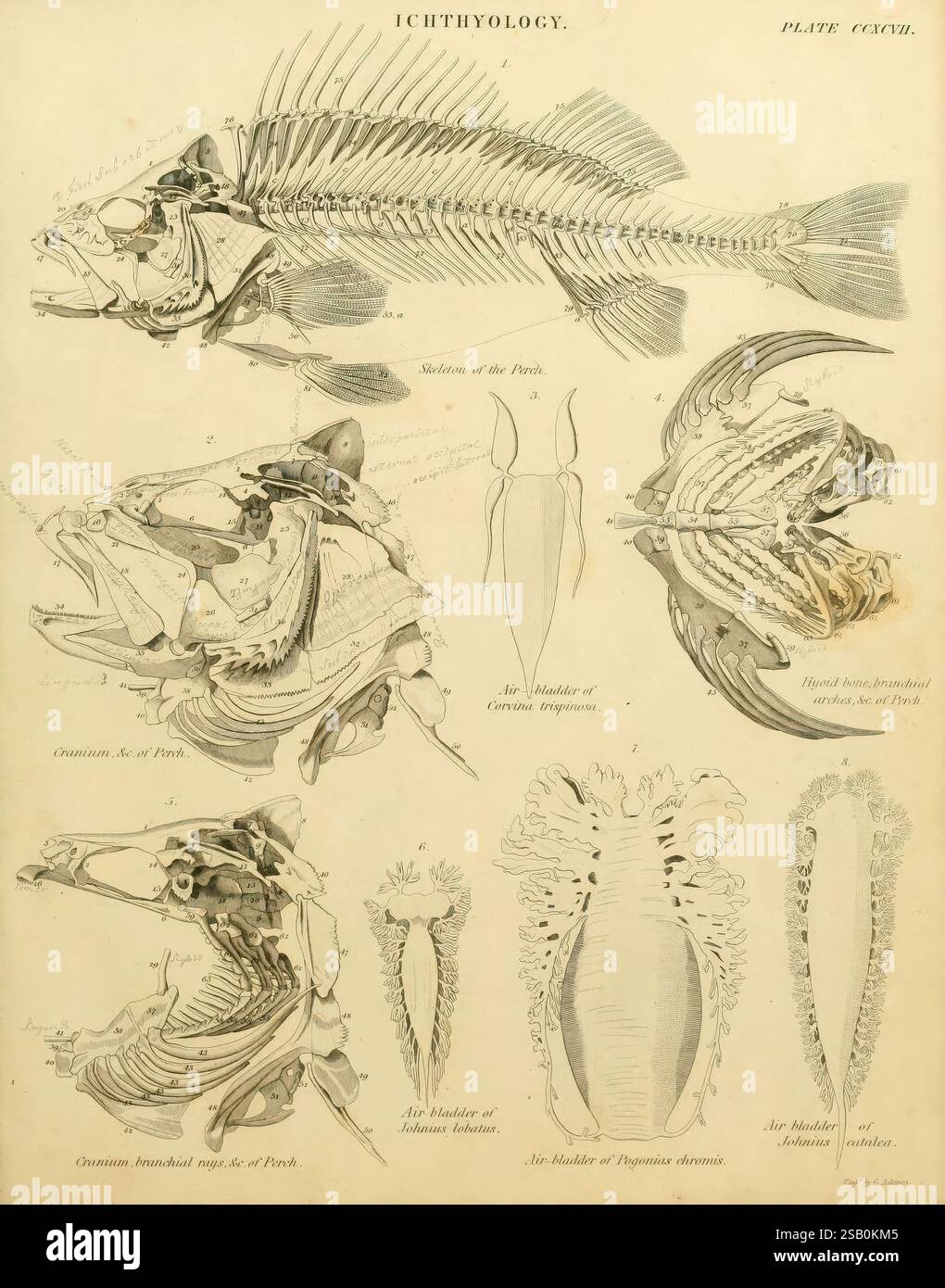 An introduction to the natural history of fishes, Edinburgh, Adam and ...