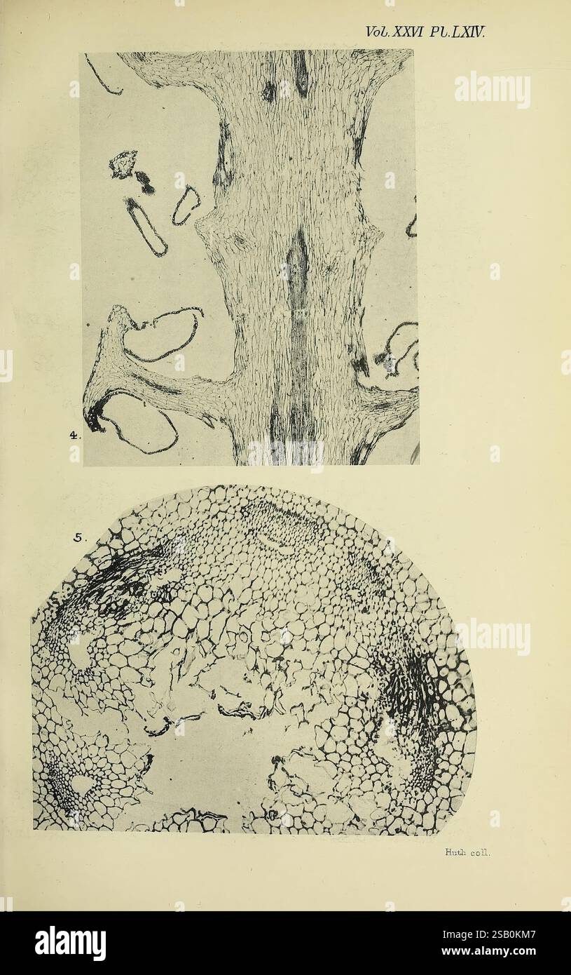 Magnified cross sectional view hi-res stock photography and images - Alamy