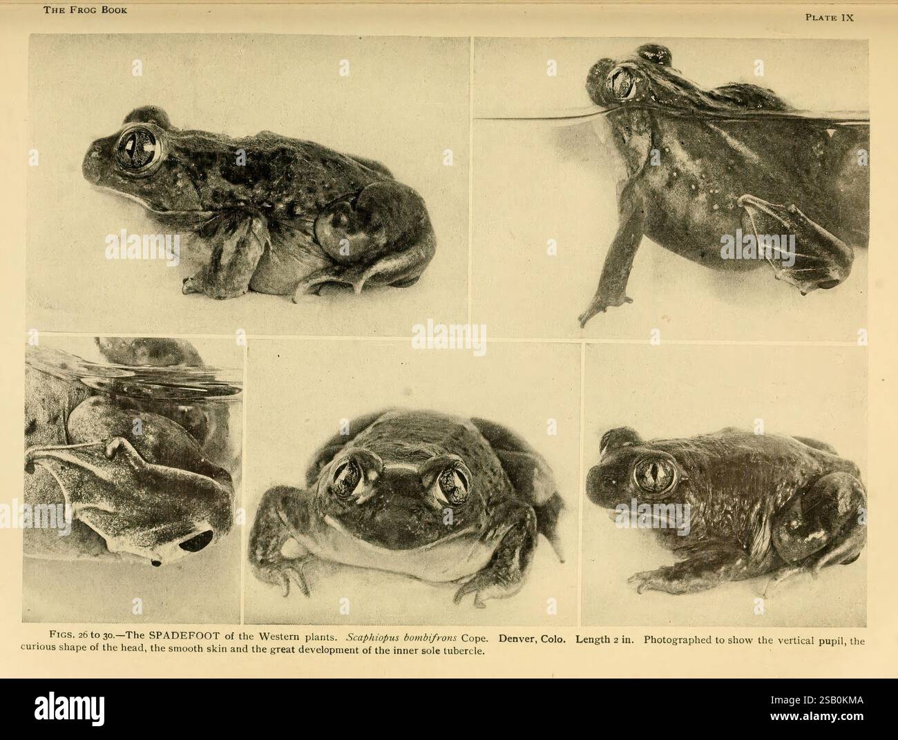 The frog book, New York,1907, amphibians, North America, toads ...