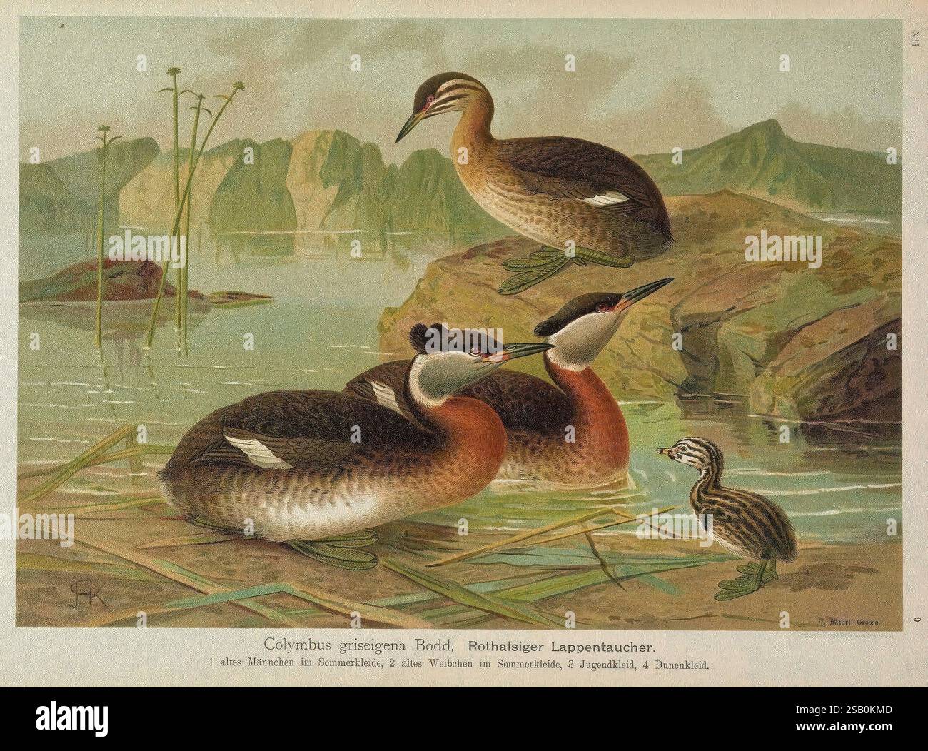 Naumann, Naturgeschichte der Vögel Mitteleuropas, v.12, Gera-Untermhaus ...