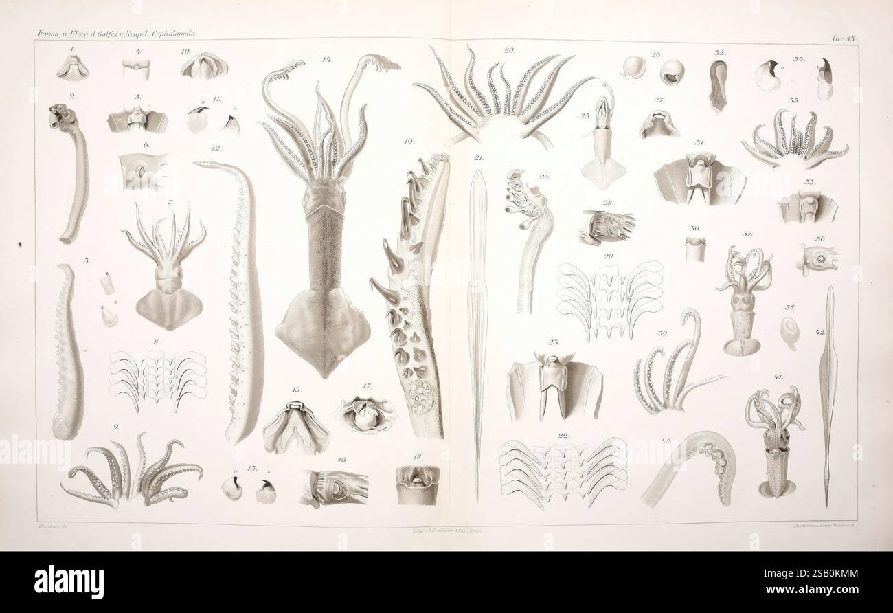 I cefalopodi viventi hi-res stock photography and images - Alamy