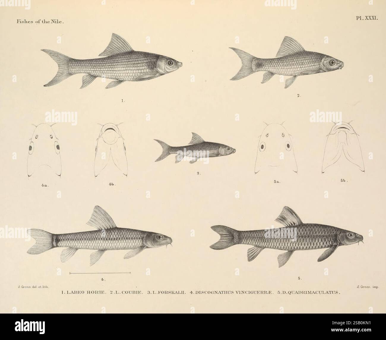 Labeo horie hi-res stock photography and images - Alamy