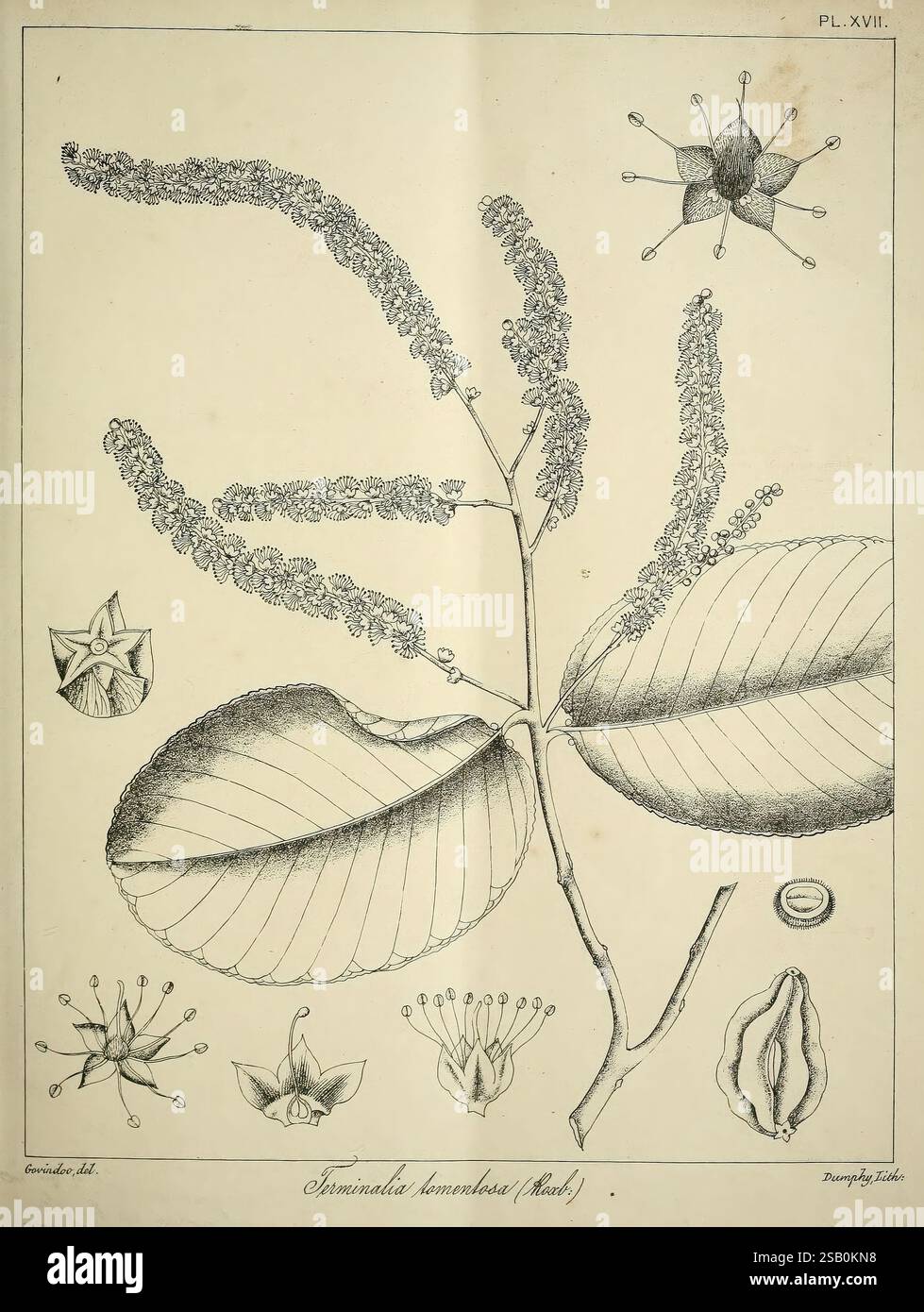 The flora sylvatica for southern India: Madras, 1869-1873. Trees, India ...