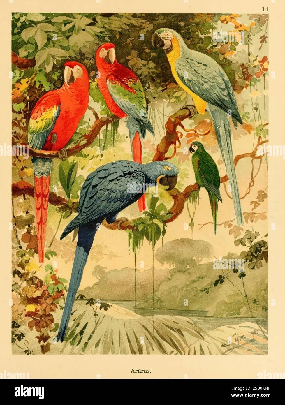 Album de aves amazonicas, Zürich, Impressão do Instituto Polygraphico a ...