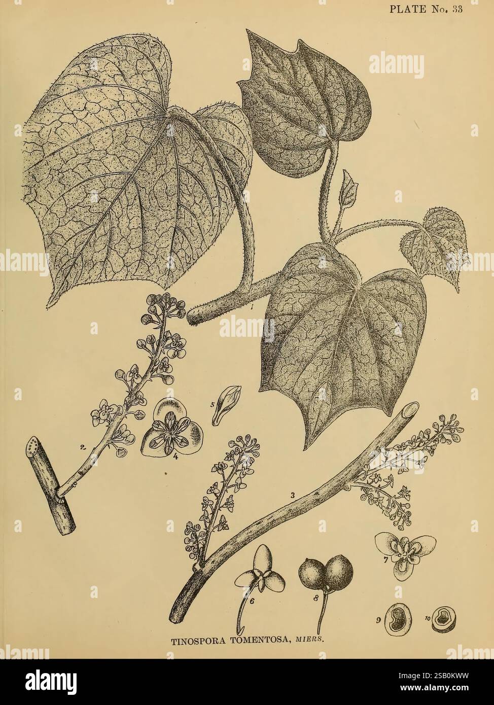 Indian medicinal plants, Bahadurganj, India, Sudhindra Nath Basu ...