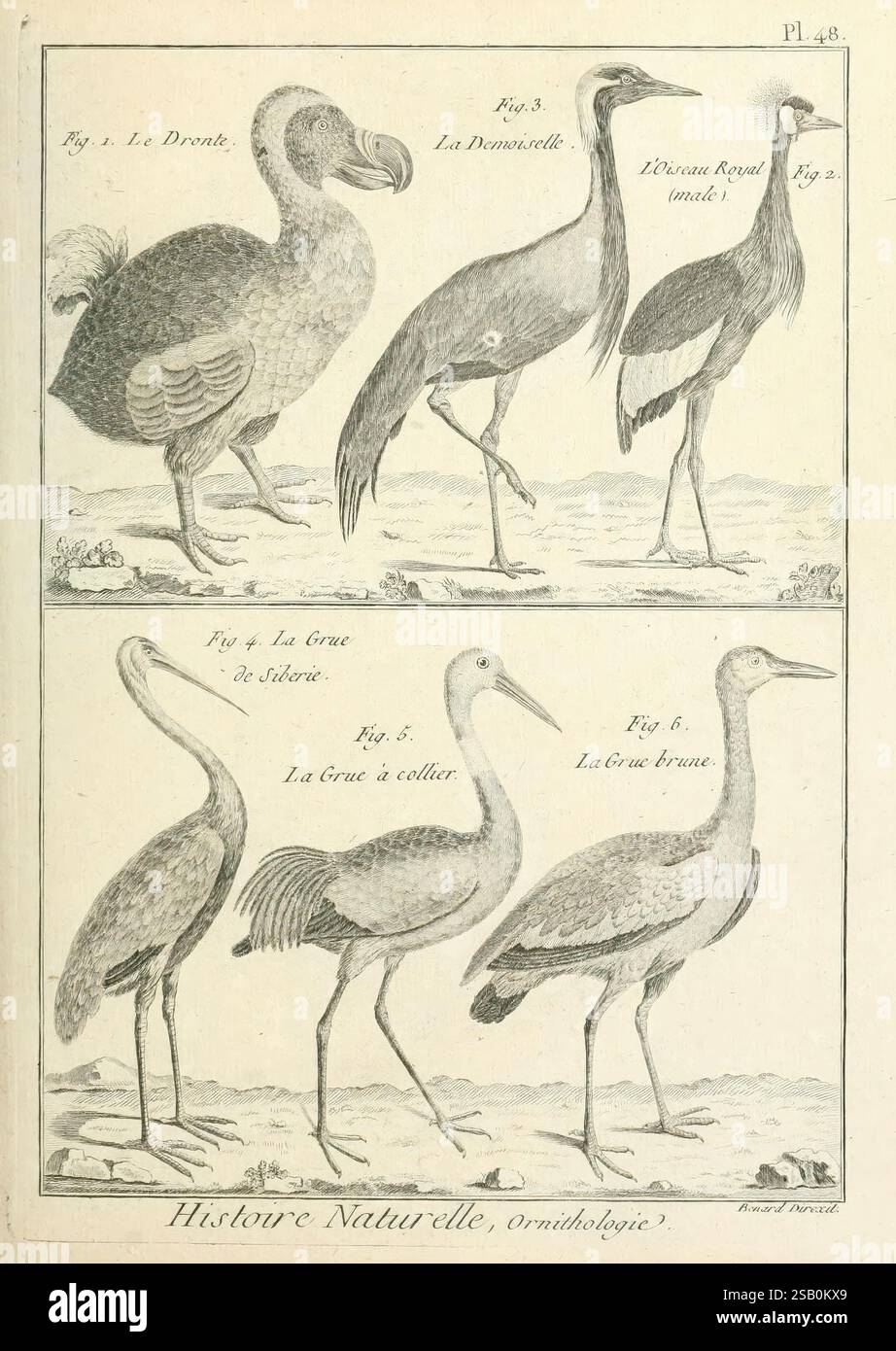 1823 birds pictorial hi-res stock photography and images - Alamy