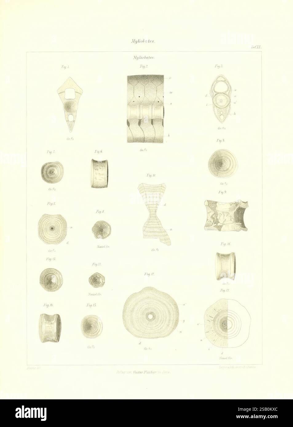 1879 1885 anatomy hi-res stock photography and images - Alamy