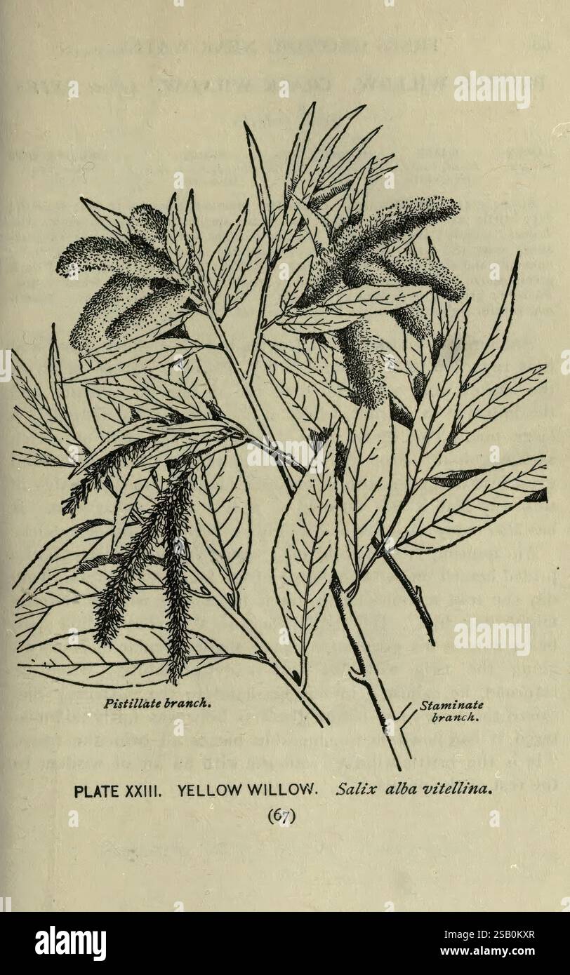 A guide to the trees, New York, F.A. Stokes, [c1900], trees, United ...