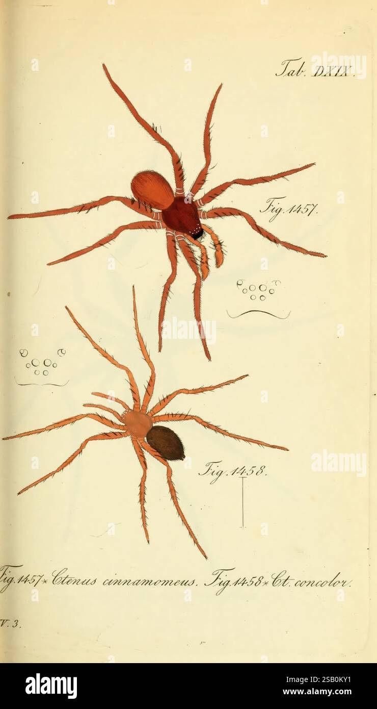 1831 1848 arachnid hi-res stock photography and images - Alamy