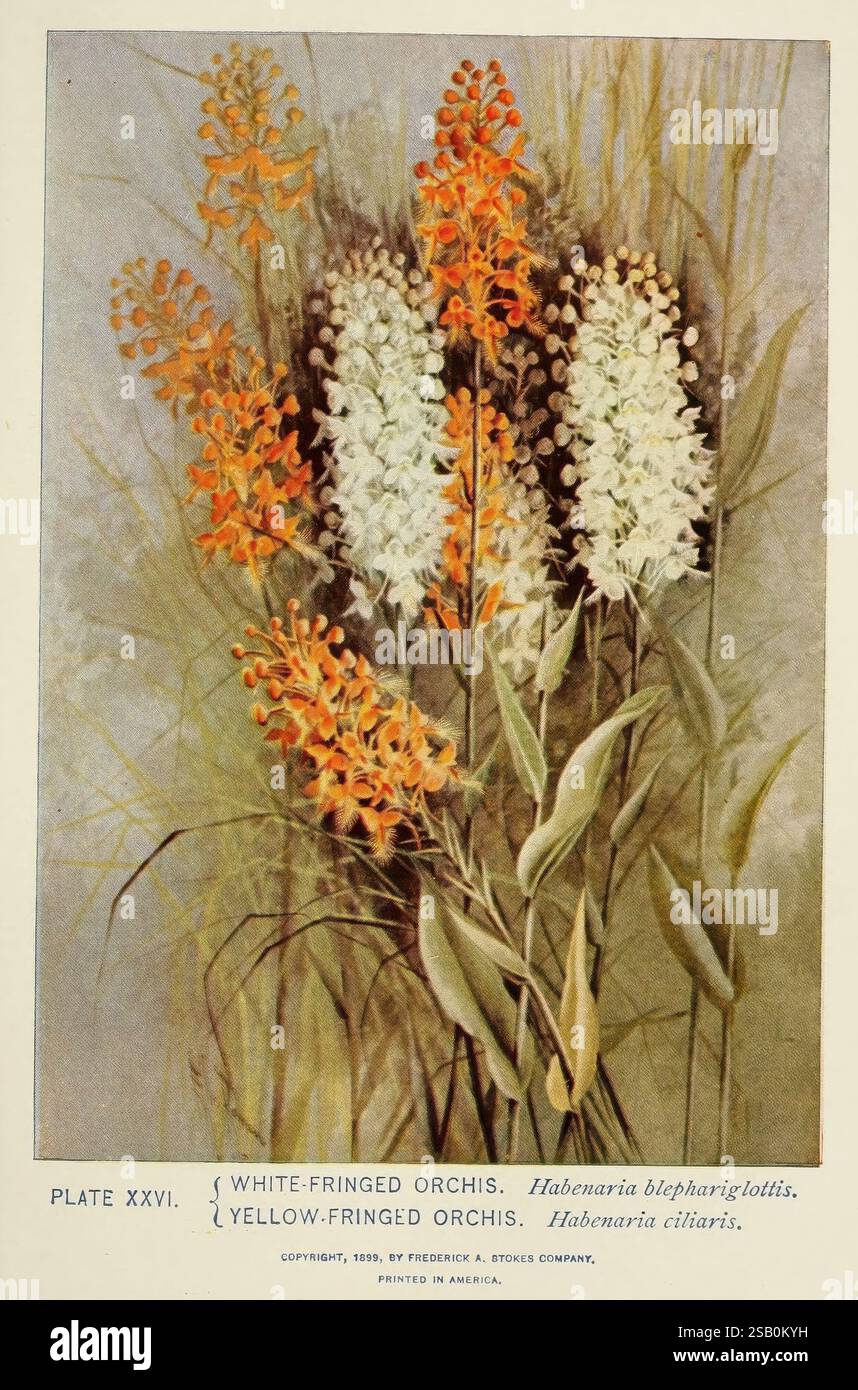 A guide to the wild flowers, New York, Stokes 1899, northeastern states ...