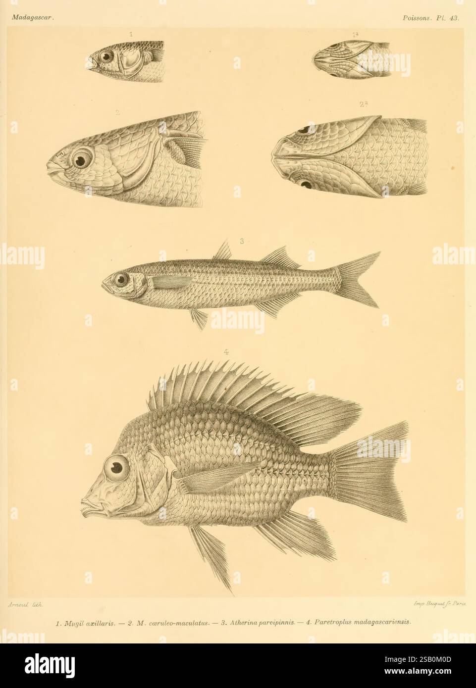 Histoire physique, naturelle, et politique de Madagascar, Paris, Impr ...