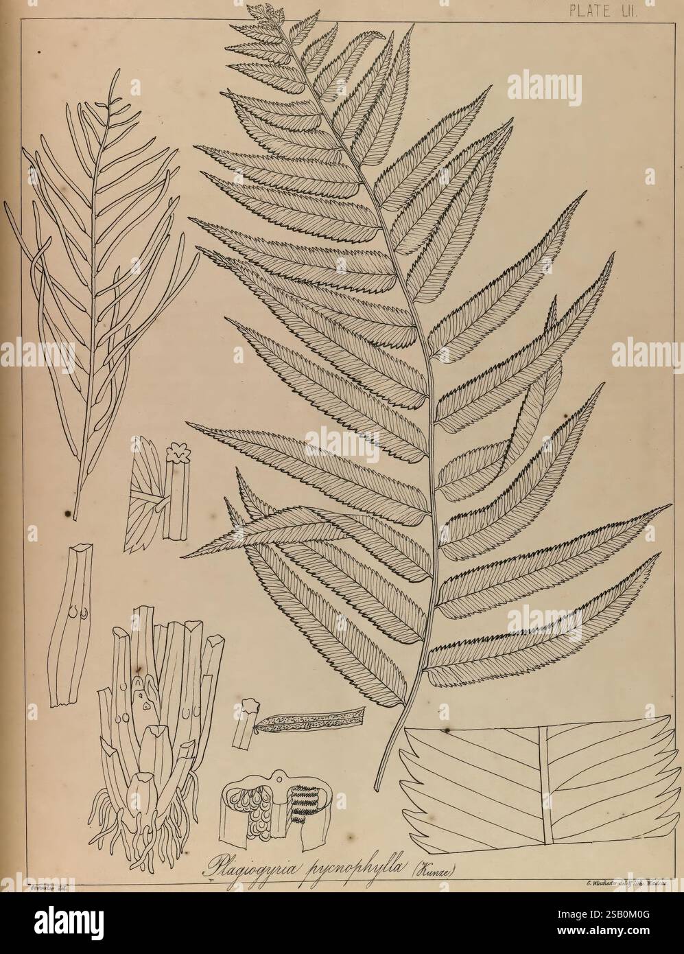 The, ferns, of, British, India, Madras, printed, by, Gantz, Brothers ...