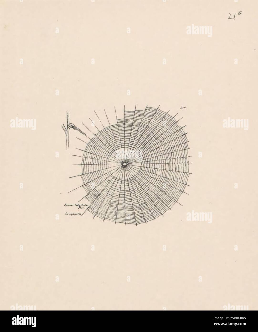 Radial diagram depicts hi-res stock photography and images - Alamy