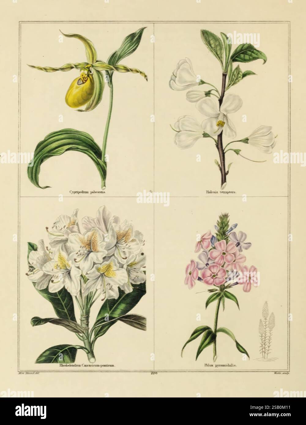 Unique shaped floral structures hi-res stock photography and images - Alamy