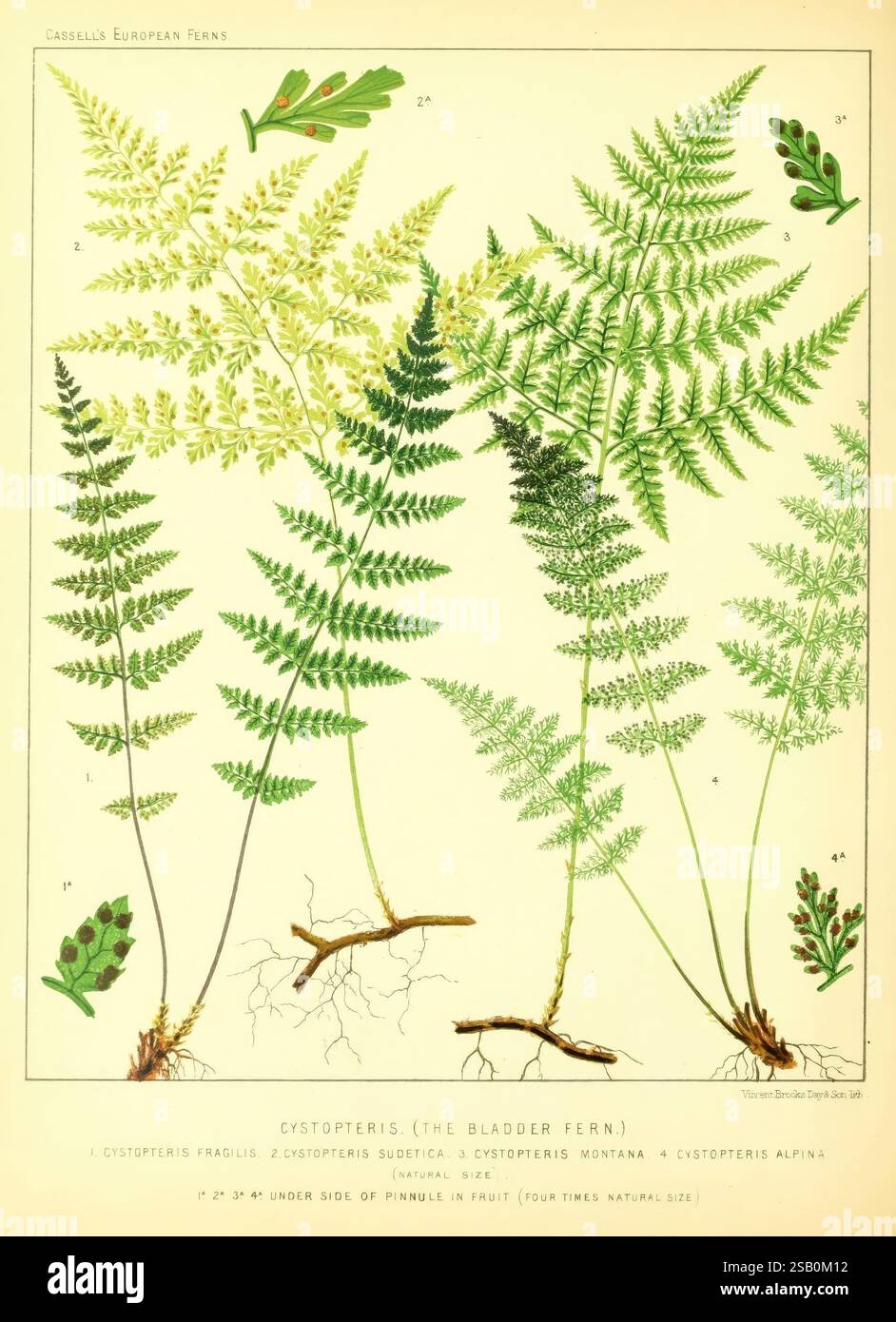 European ferns, Petter, Galpin & Co, 1879-1881, Europe, ferns, botany ...