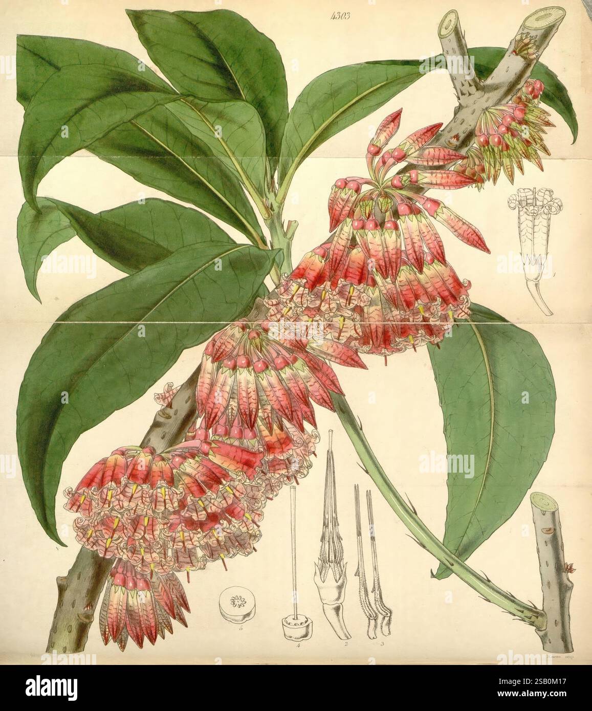 Curtis's Botanical Magazine London New York Botanical Illustration ...