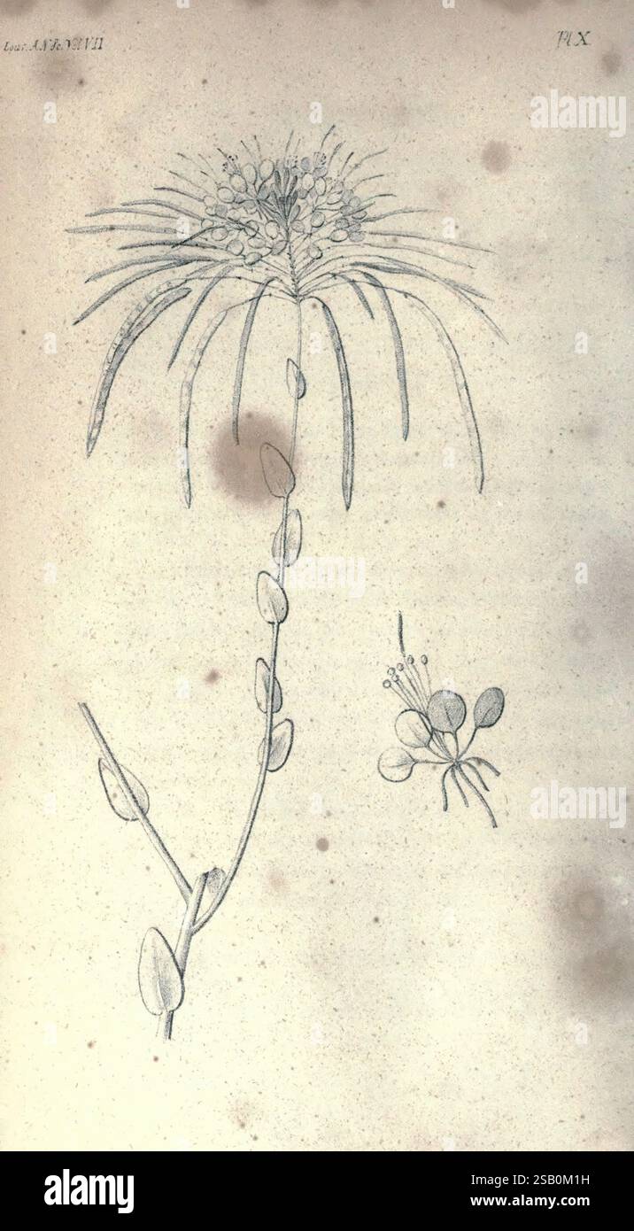 Warea amplexifolia hi-res stock photography and images - Alamy