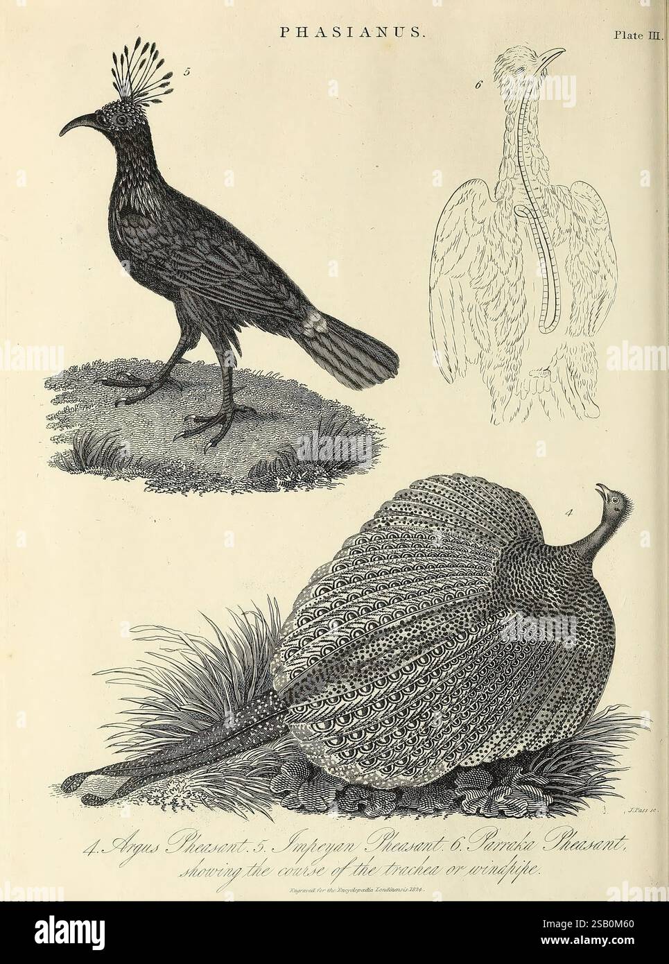 Upper bird stands upright hi-res stock photography and images - Alamy