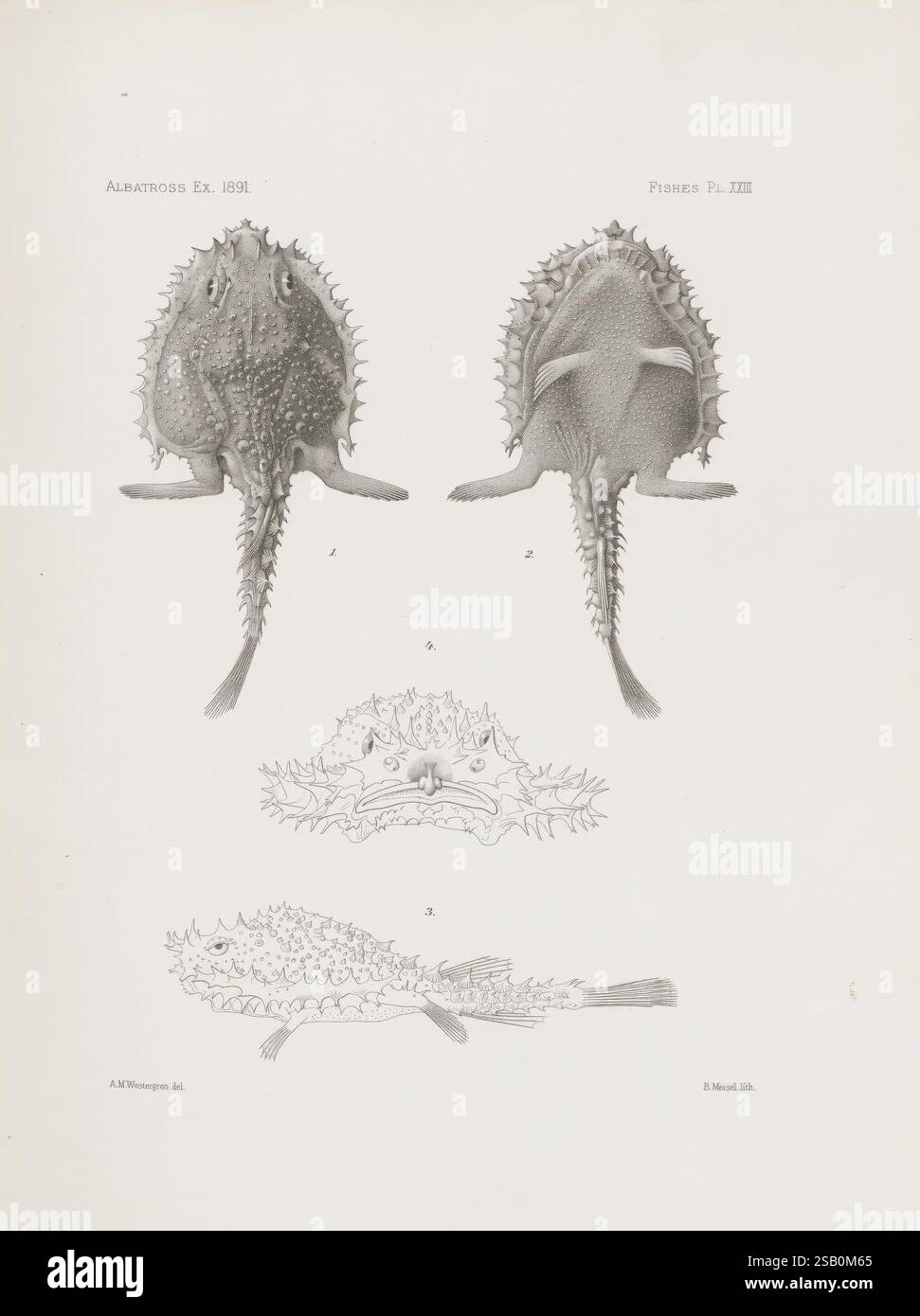 Fishs flattened hi-res stock photography and images - Alamy