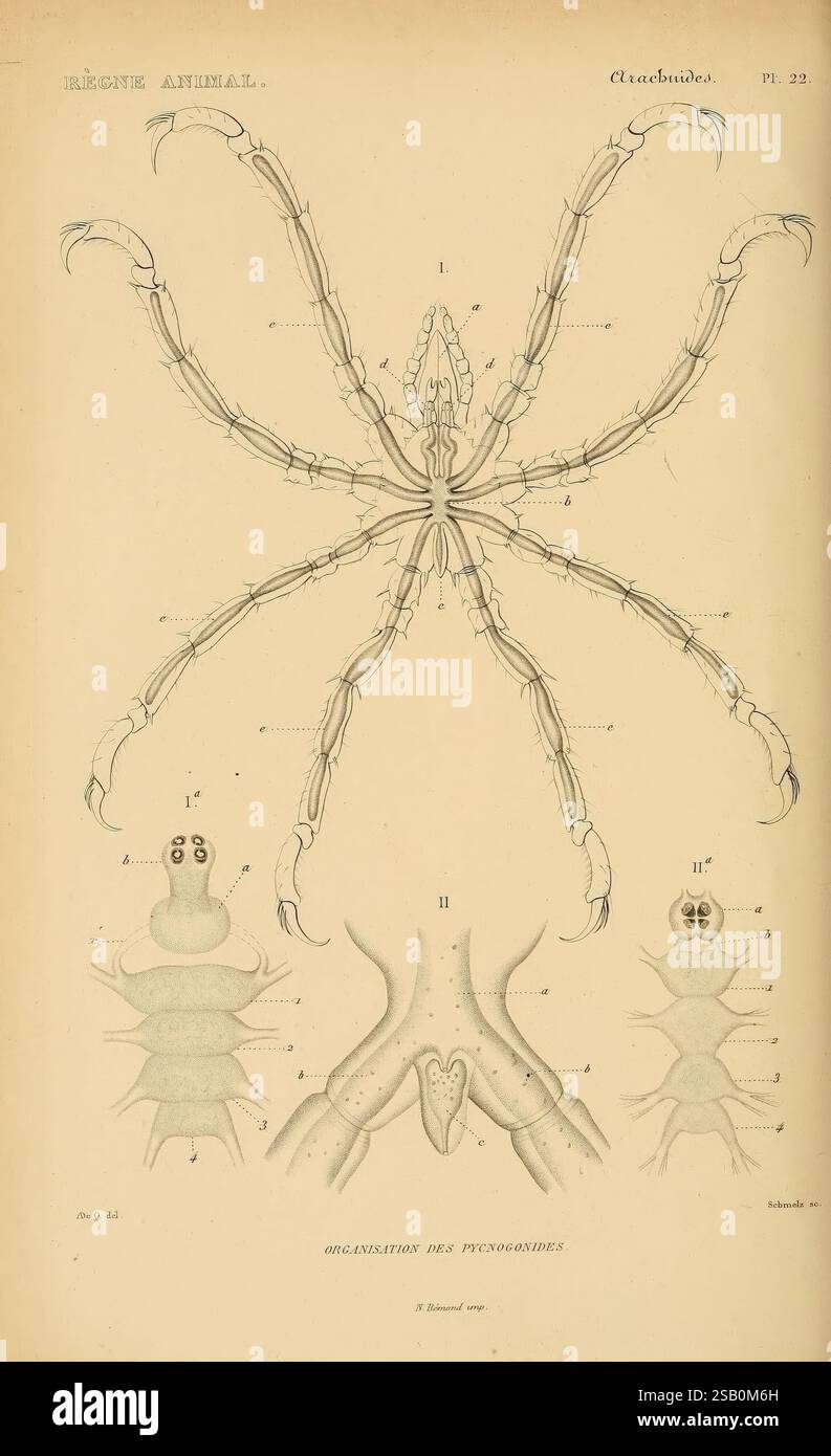 Le règne animal distribué d'après son organisation Paris, 1836-1849 ...