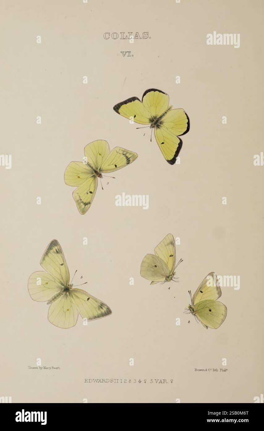 Five beautifully illustrated butterflies belonging hi-res stock ...