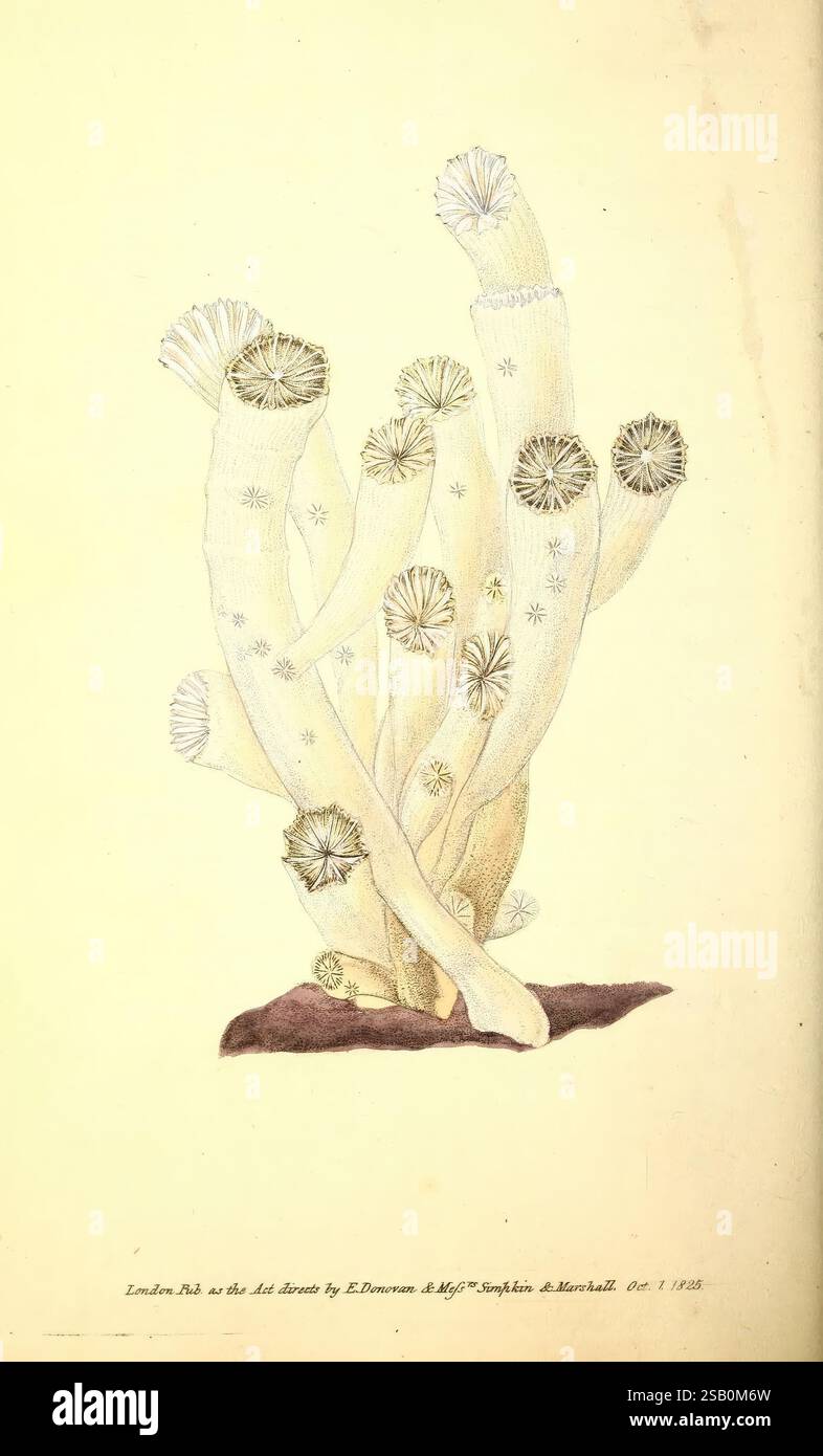 Subtle textures adorn hi-res stock photography and images - Alamy