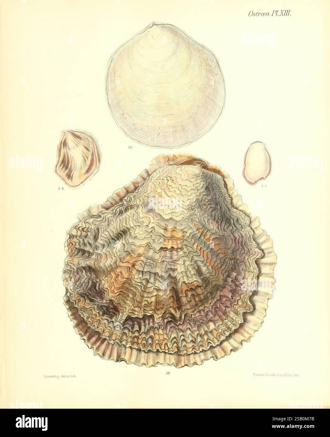 Prominent lower shell hi-res stock photography and images - Alamy