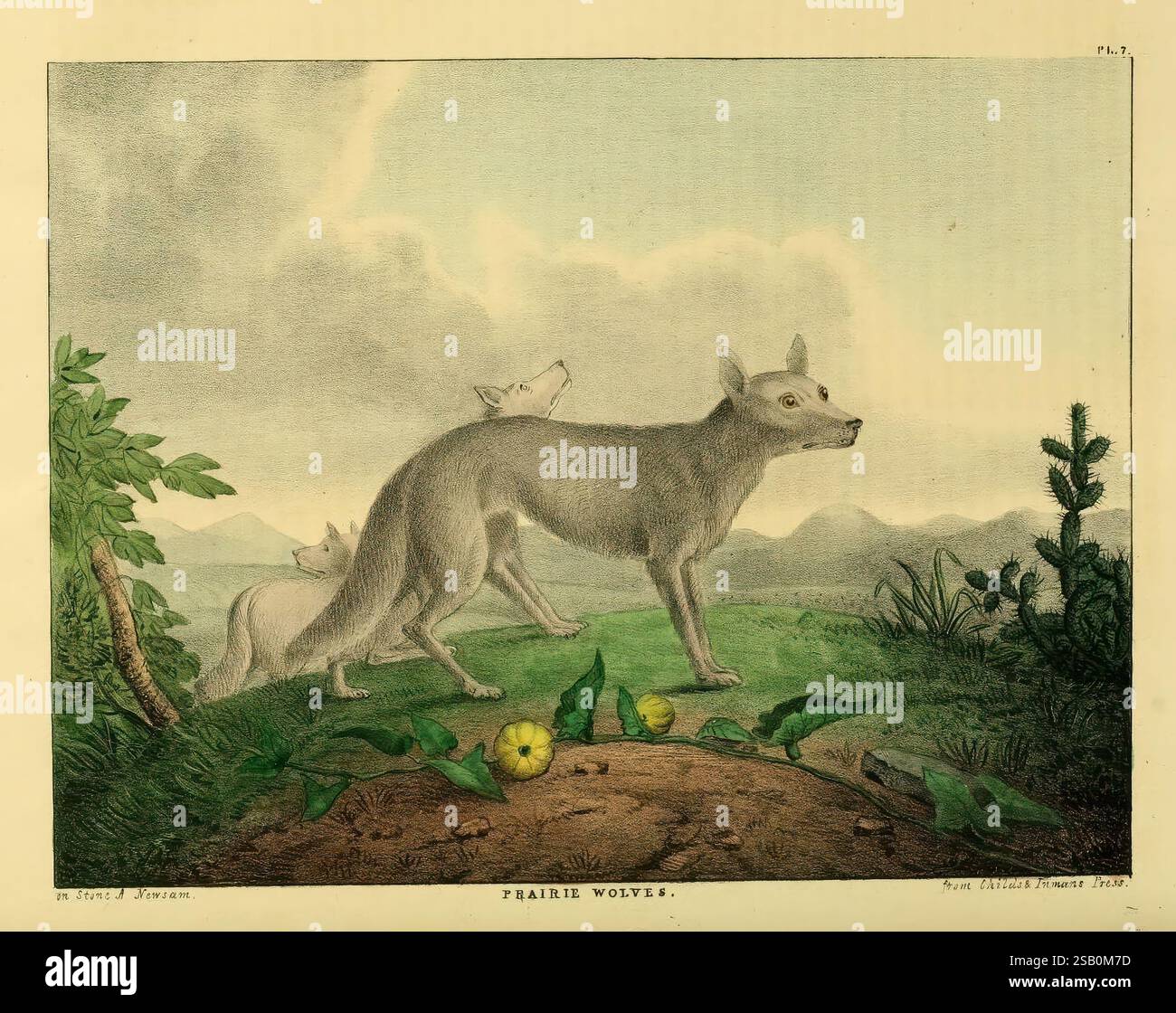 The Cabinet of Natural History and American Rural Sports, animals ...