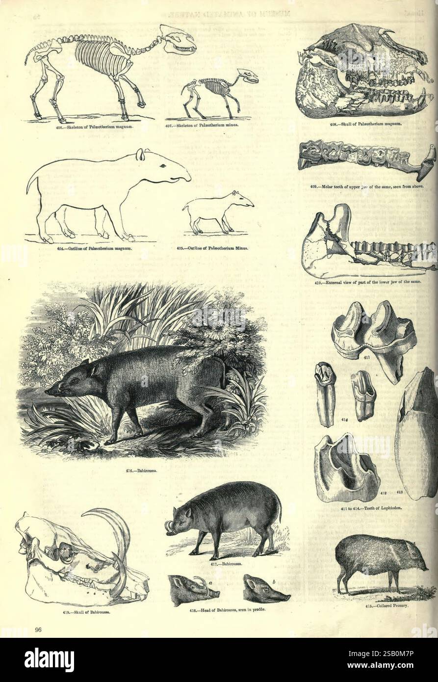 The pictorial museum of animated nature v.1. London, C. Cox, [1844?], pictorial works, zoology ...