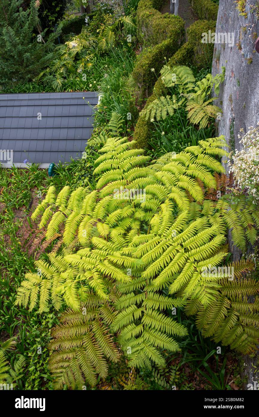Big bright fern, growing in a park of Tropical botanical garden Monte ...