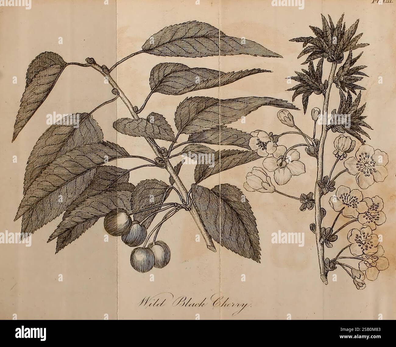 The woodland companion, London, Baldwin, Cradock and Joy 1815, Great ...