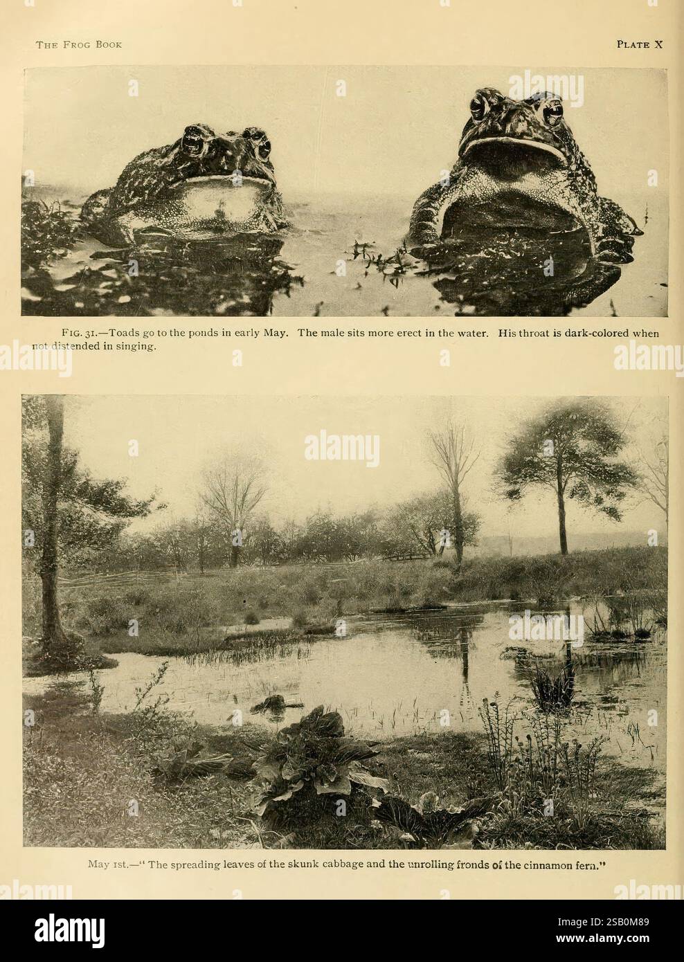 The frog book New York Doubleday Page 1907 amphibians North America ...
