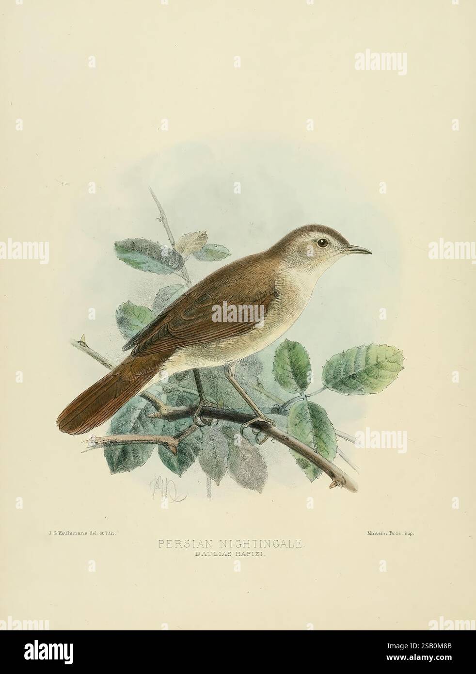 A history of the birds of Europe, London, Published by the Author 1871 ...