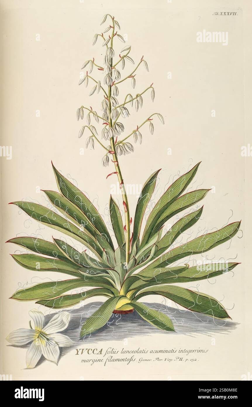 Plantae, selectae, quarum, imagines, ad, exemplaria, naturalia, Londini ...