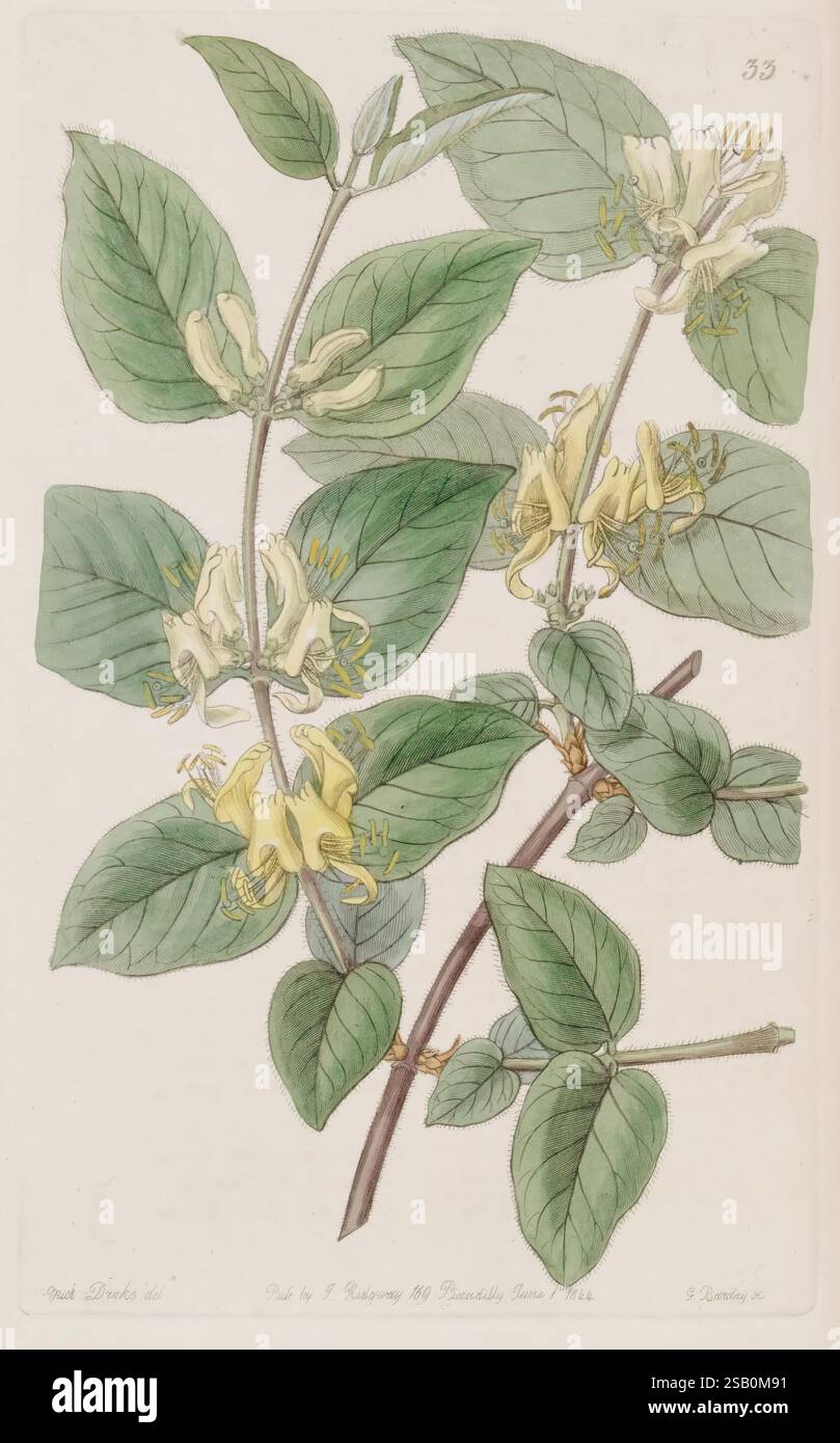 Edwards's Botanical Register, London, James Ridgway, 1829-1847, 1829 ...