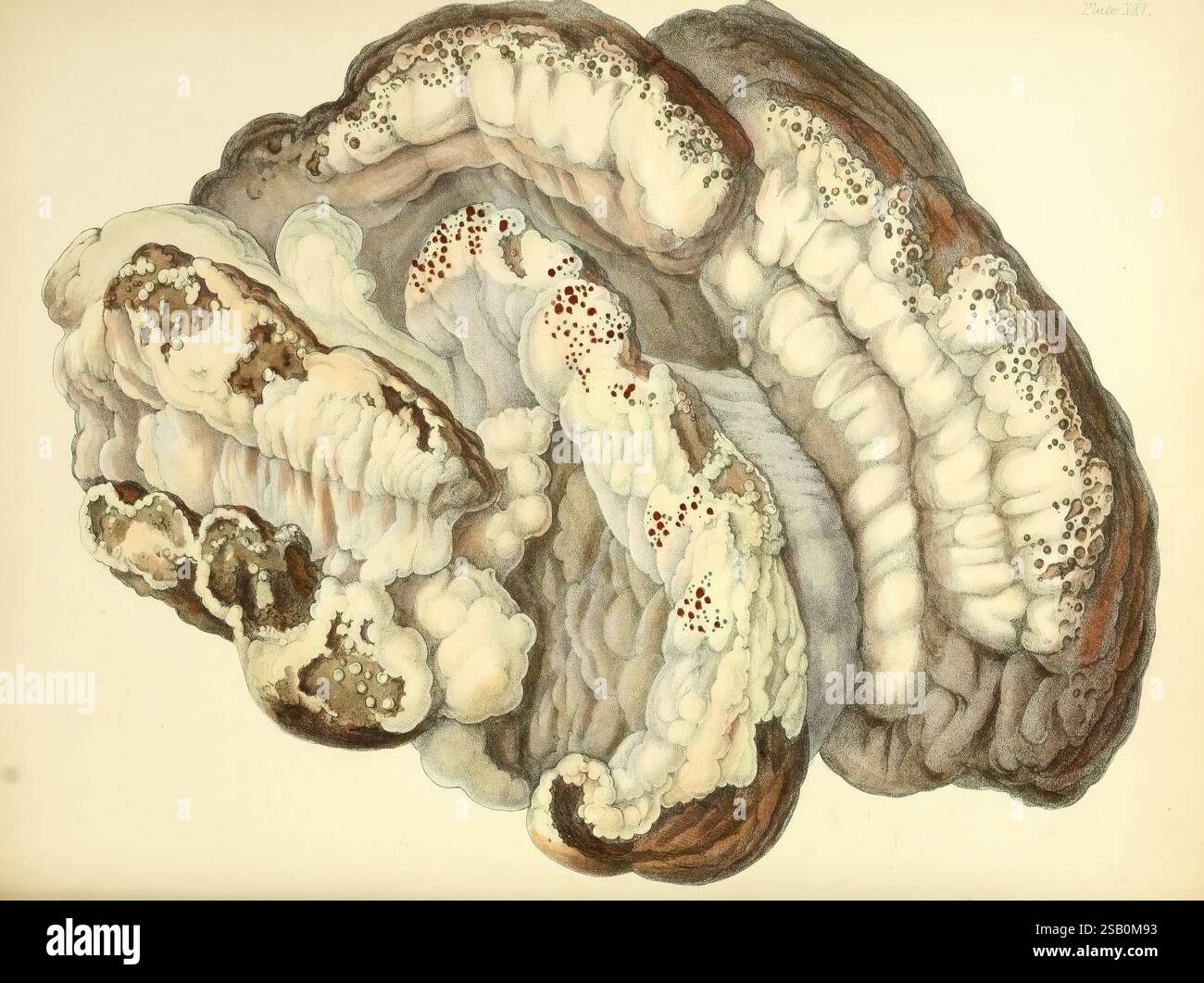 Illustrations of British mycology, London, Reeve, Benham and Reeve ...