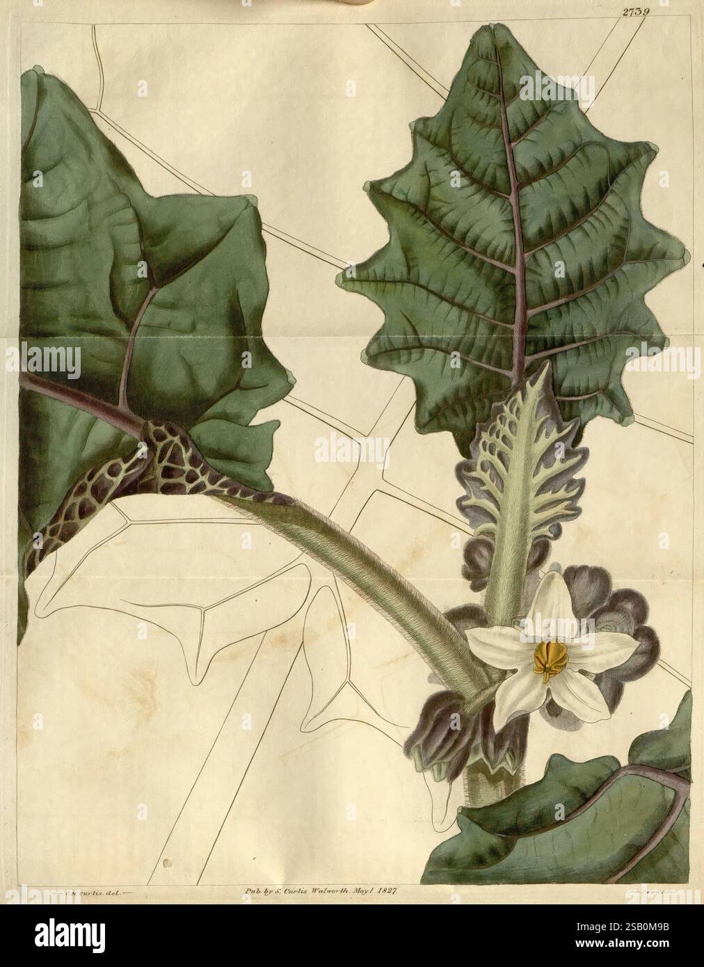 Curtis's Botanical Magazine, London, New York, Botany, Periodicals ...
