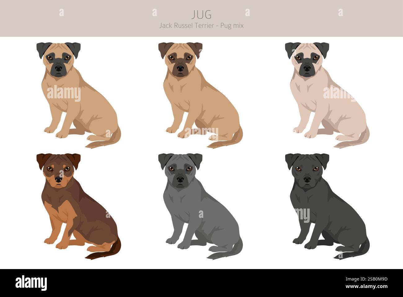 Jug clipart. Jack Russel Terrier - Pug mix. Different coat colors set ...