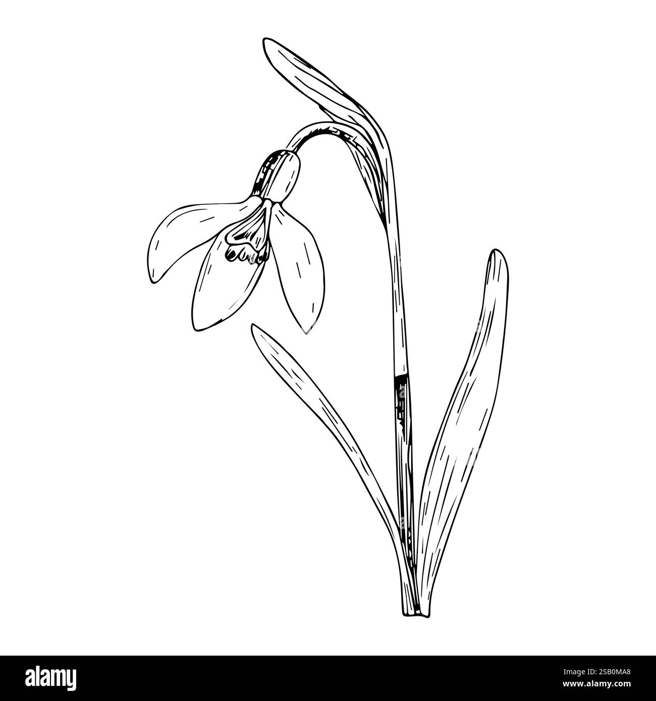 January birth month flower snowdrop line art vector illustration Stock ...