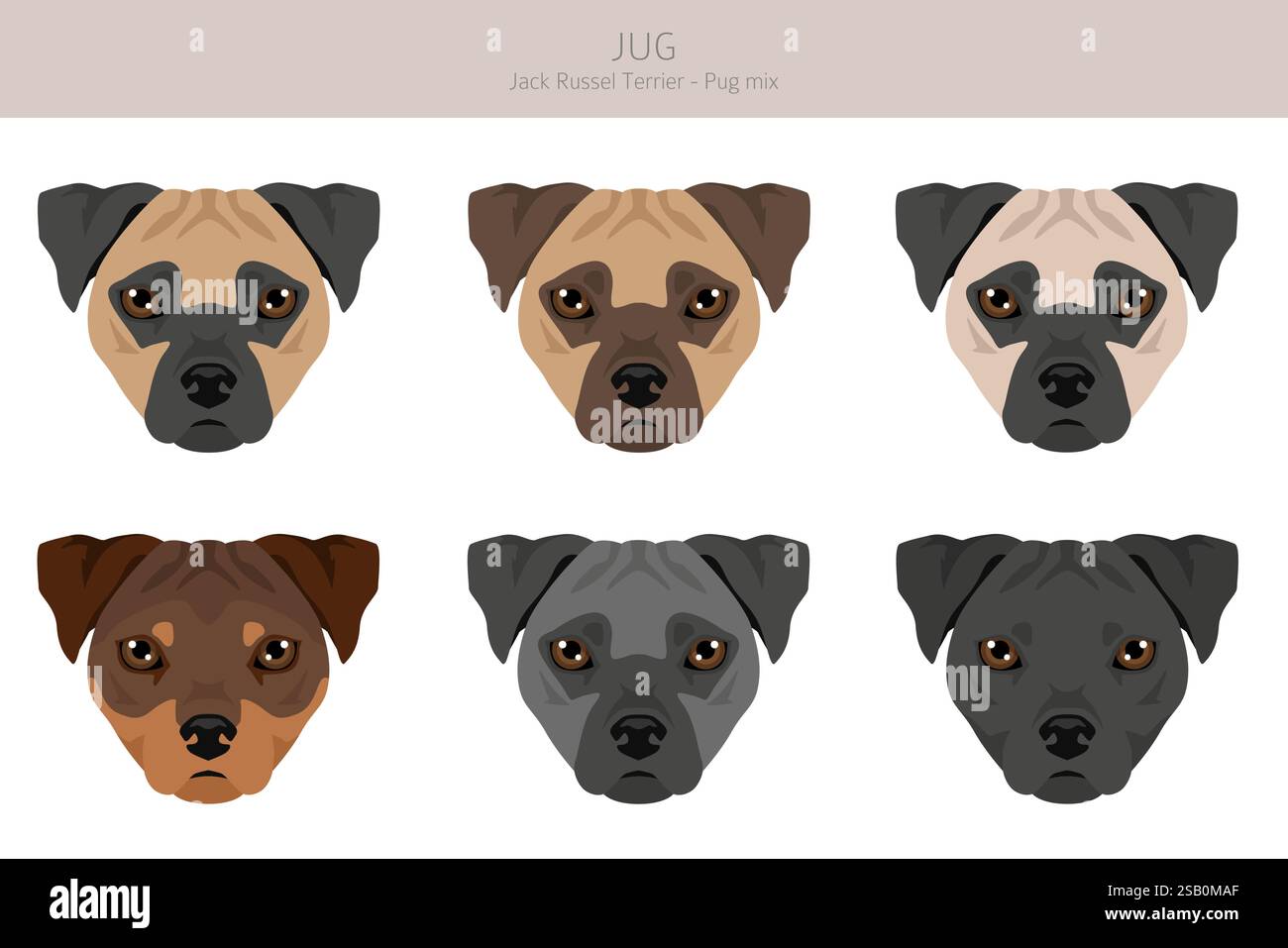 Jug clipart. Jack Russel Terrier - Pug mix. Different coat colors set ...
