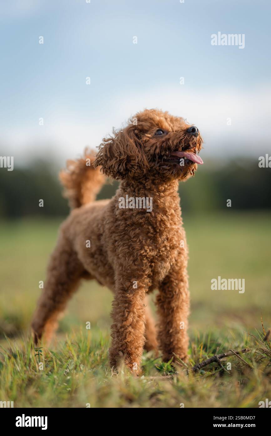 A playful red-brown toy poodle dog with its tongue sticking out. Happy ...