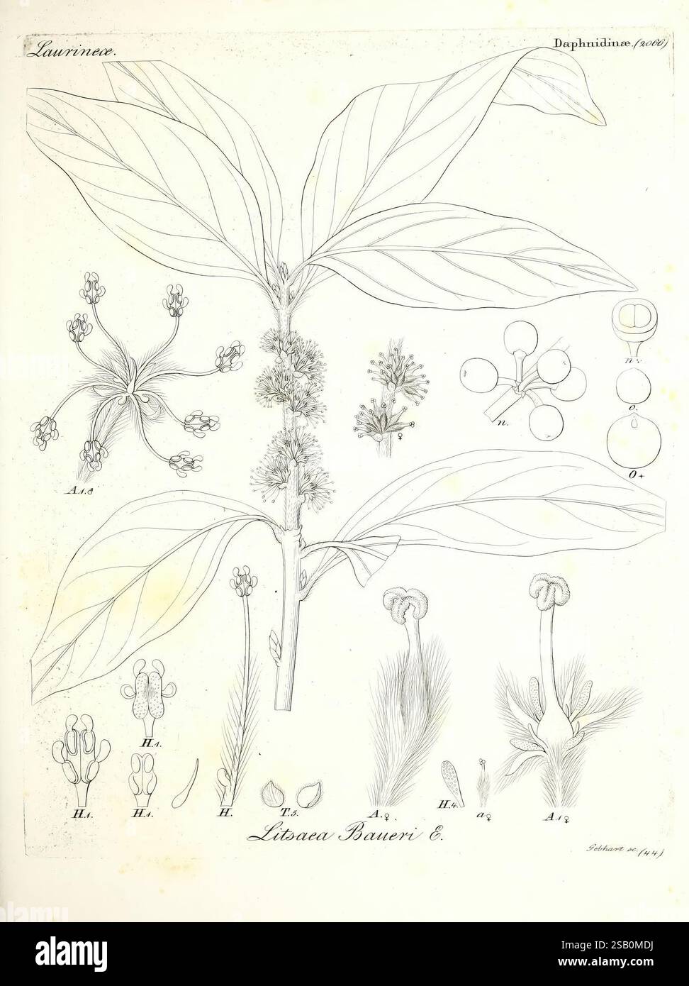 Reproductive structure essential hi-res stock photography and images ...